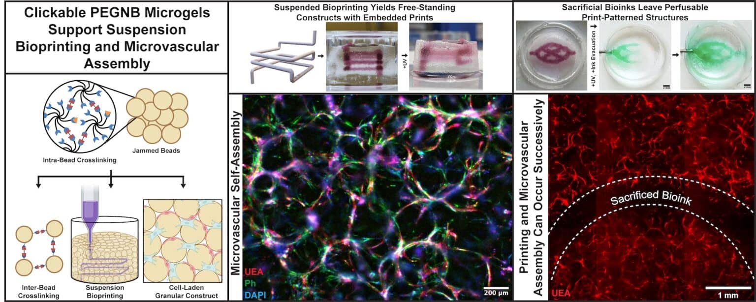Advances in Vascular Constructs Address Traditional Tissue Engineering ...